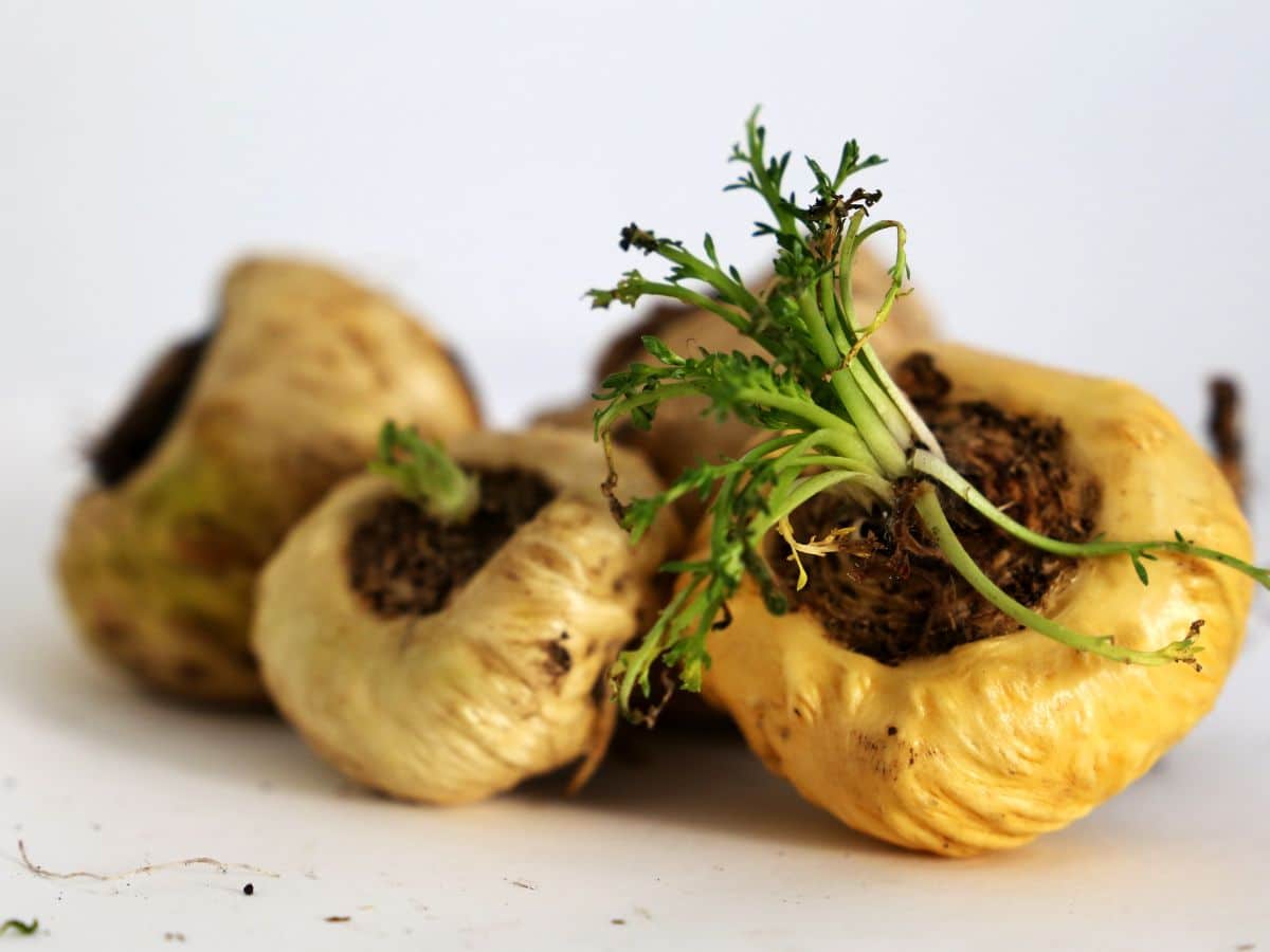 Maca Root For PCOS: Is It Worth The Hype? - The PCOS Nutritionist Alyssa